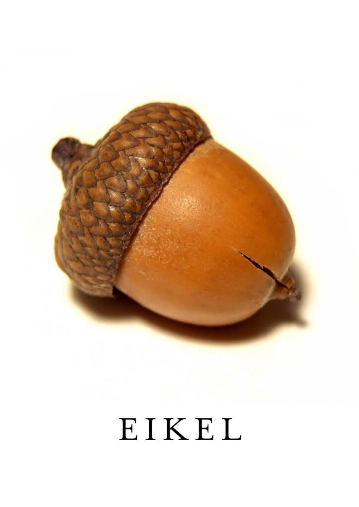 Eikel - Boomerang Cards